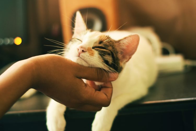 11 Reasons You Should Get a Cat | RIZZARR